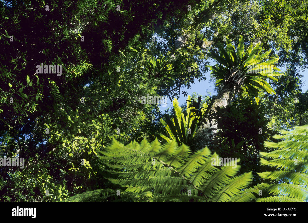 Tropical rainforest in Dorrigo National Park NSW Australia Stock Photo ...