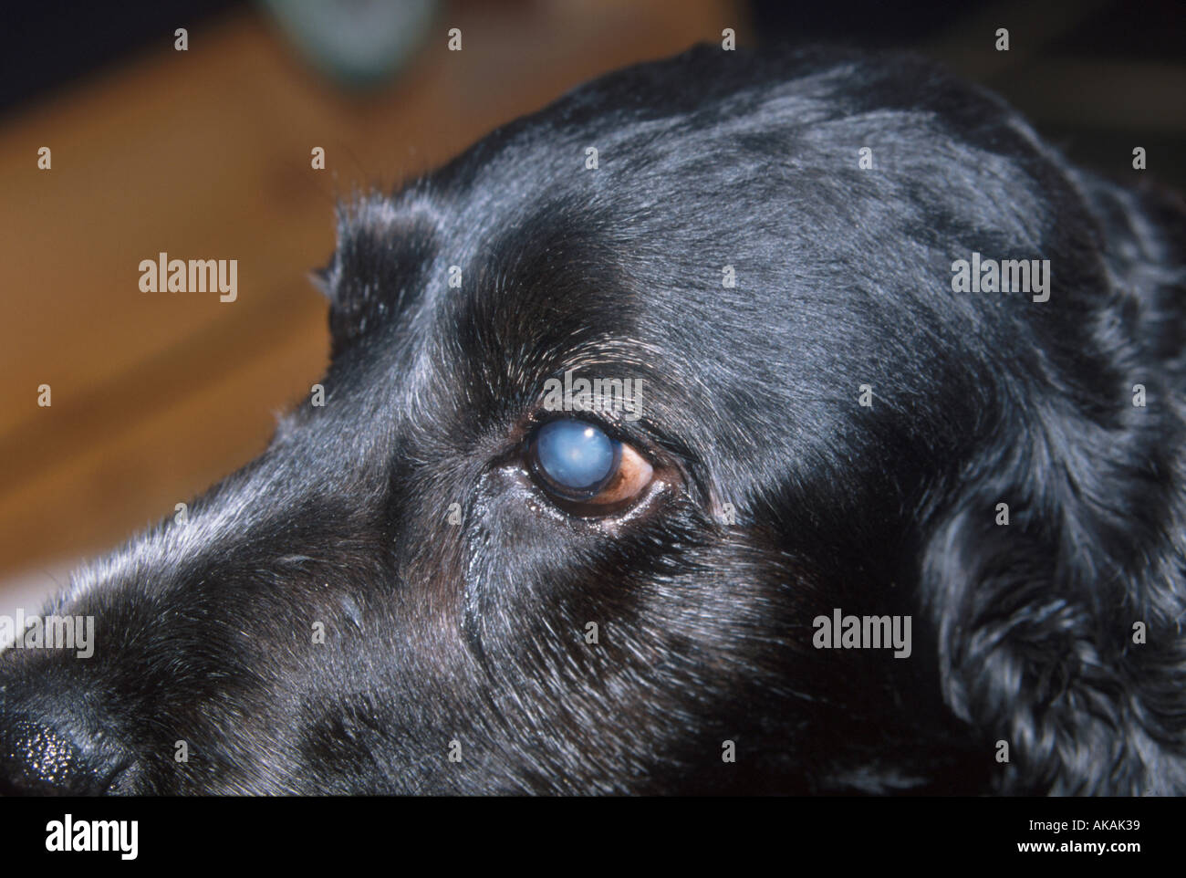 Domestic Dog Cocker Spaniel Close up of head showing cataracts Stock ...