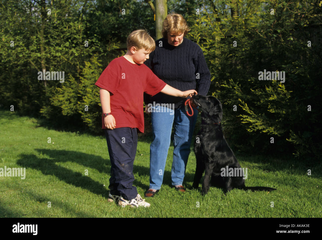 Approaching dog properly Stock Photo - Alamy