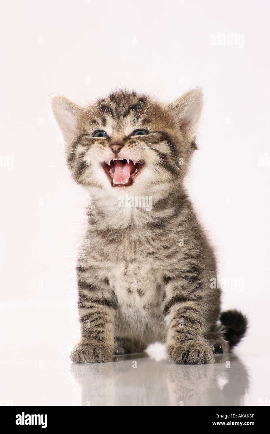 kitten - miaowing - cut out Stock Photo - Alamy