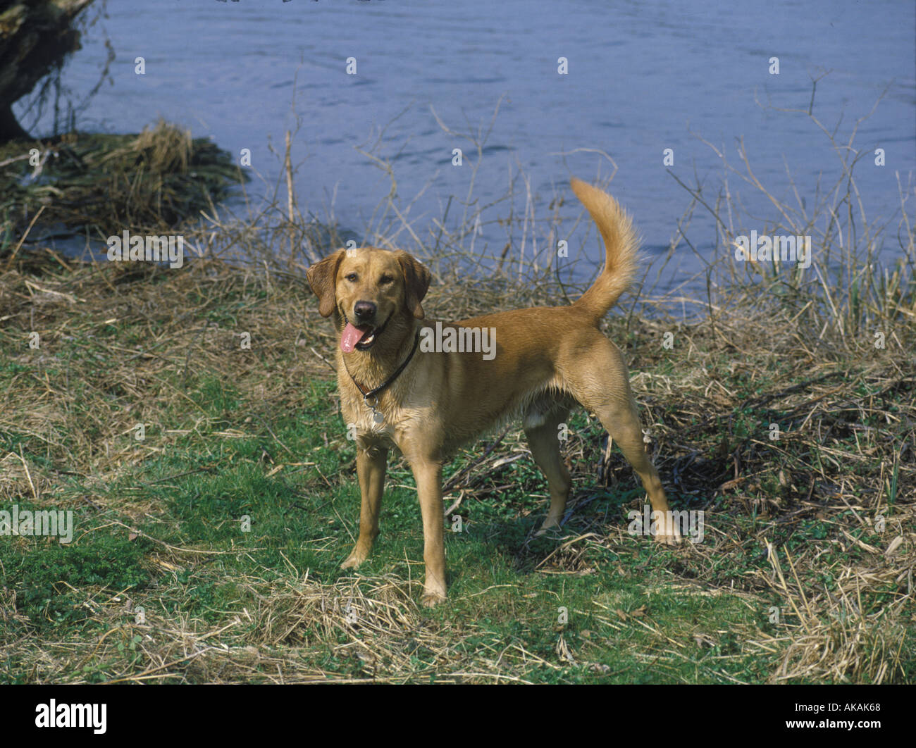 Domestic Dog Labrador Retriever 7 8th Golden Labrador standing on grass ...