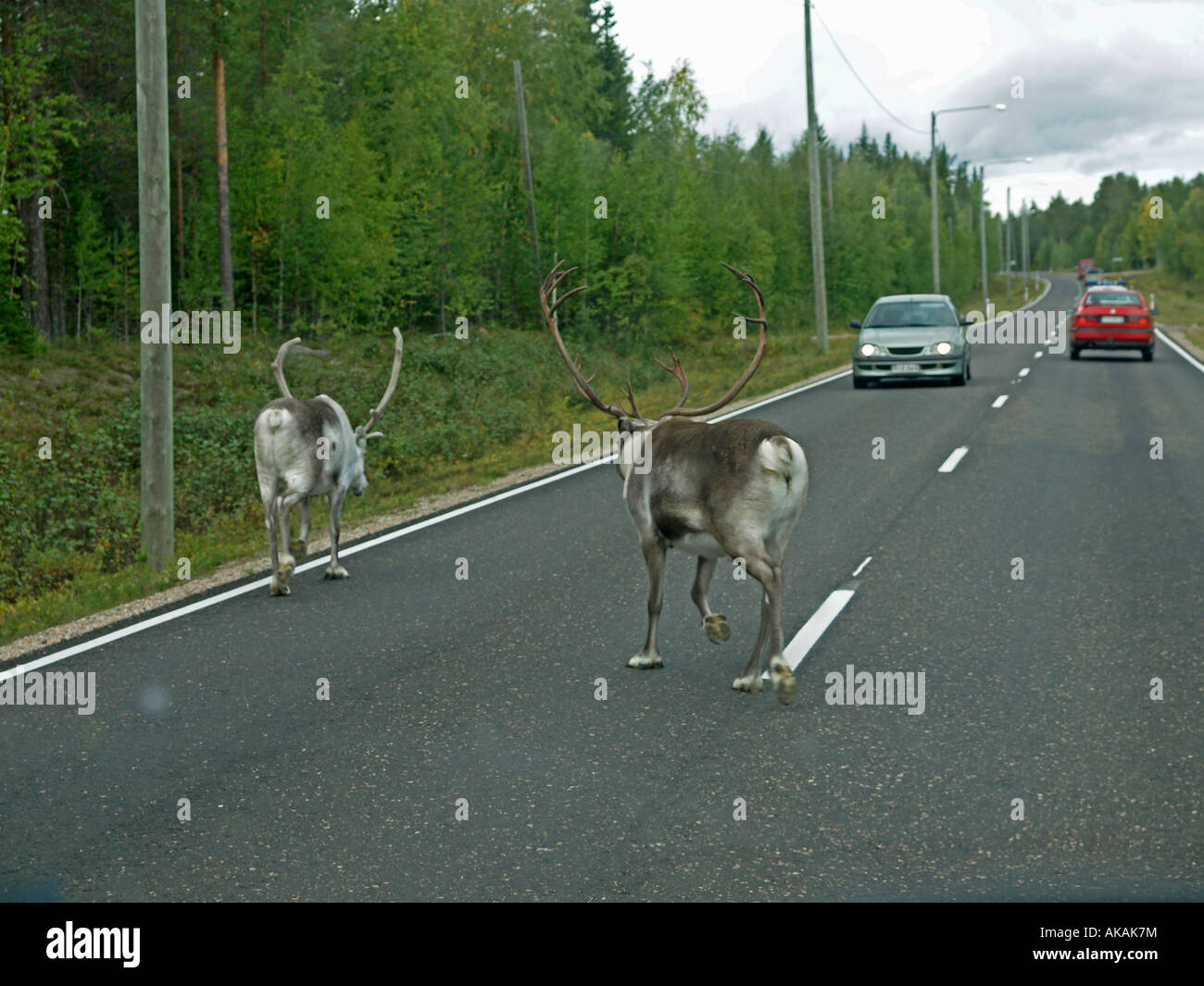 reindeers in front of cars on lane crossing a country road through ...