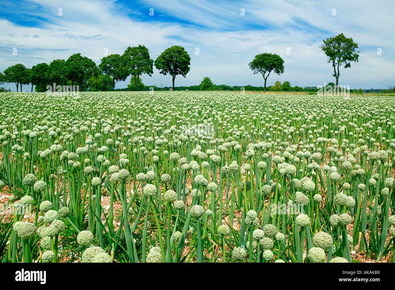 Garlic field - France Stock Photo - Alamy