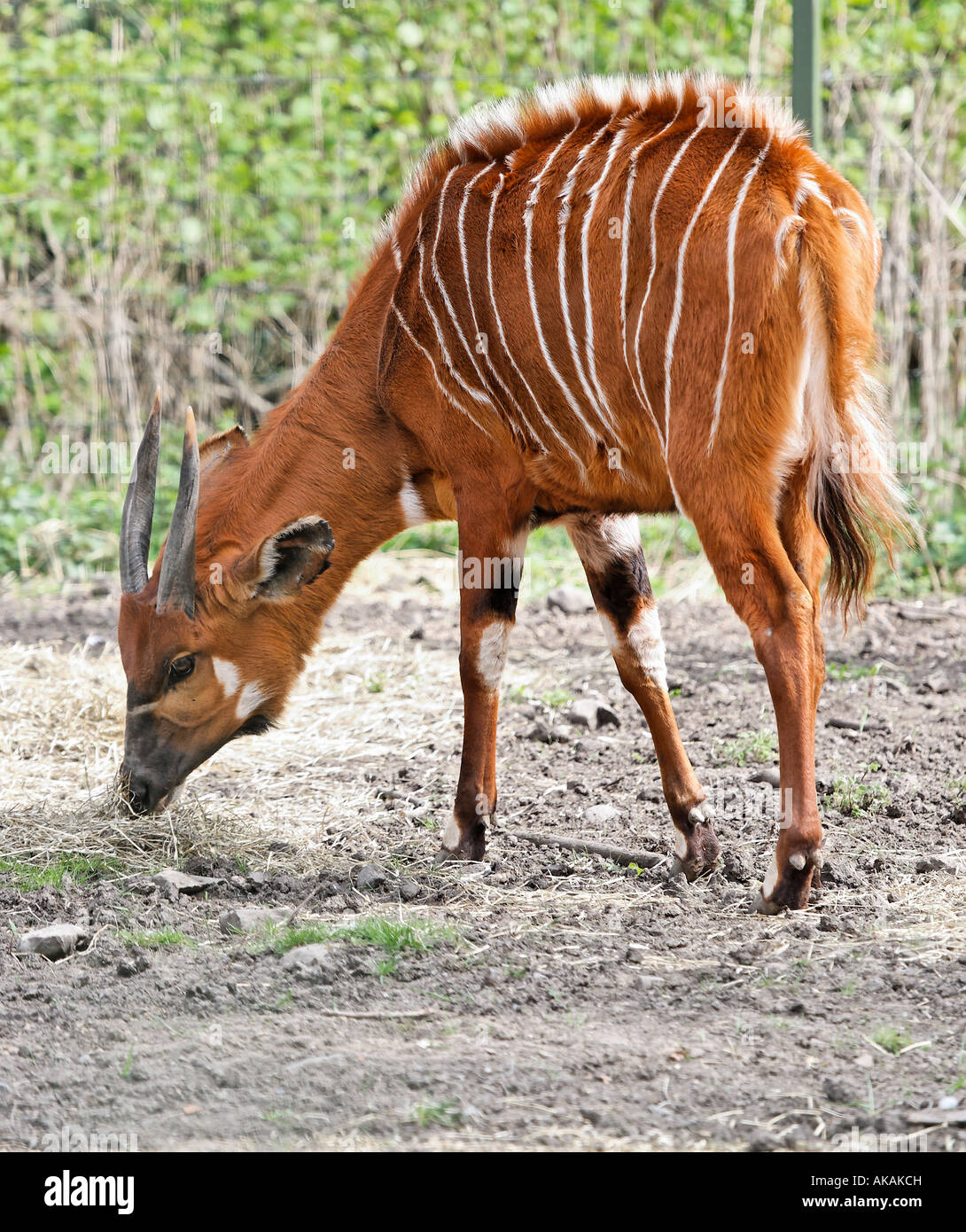 Bongo Antelope Kenya Africa High Resolution Stock Photography and ...