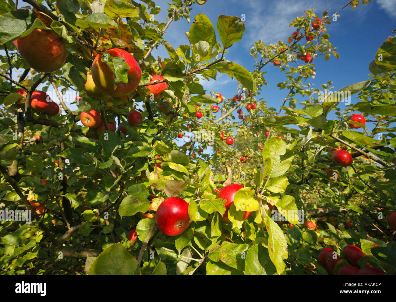 Ripe, red apples ready for picking on a tree Stock Photo - Alamy