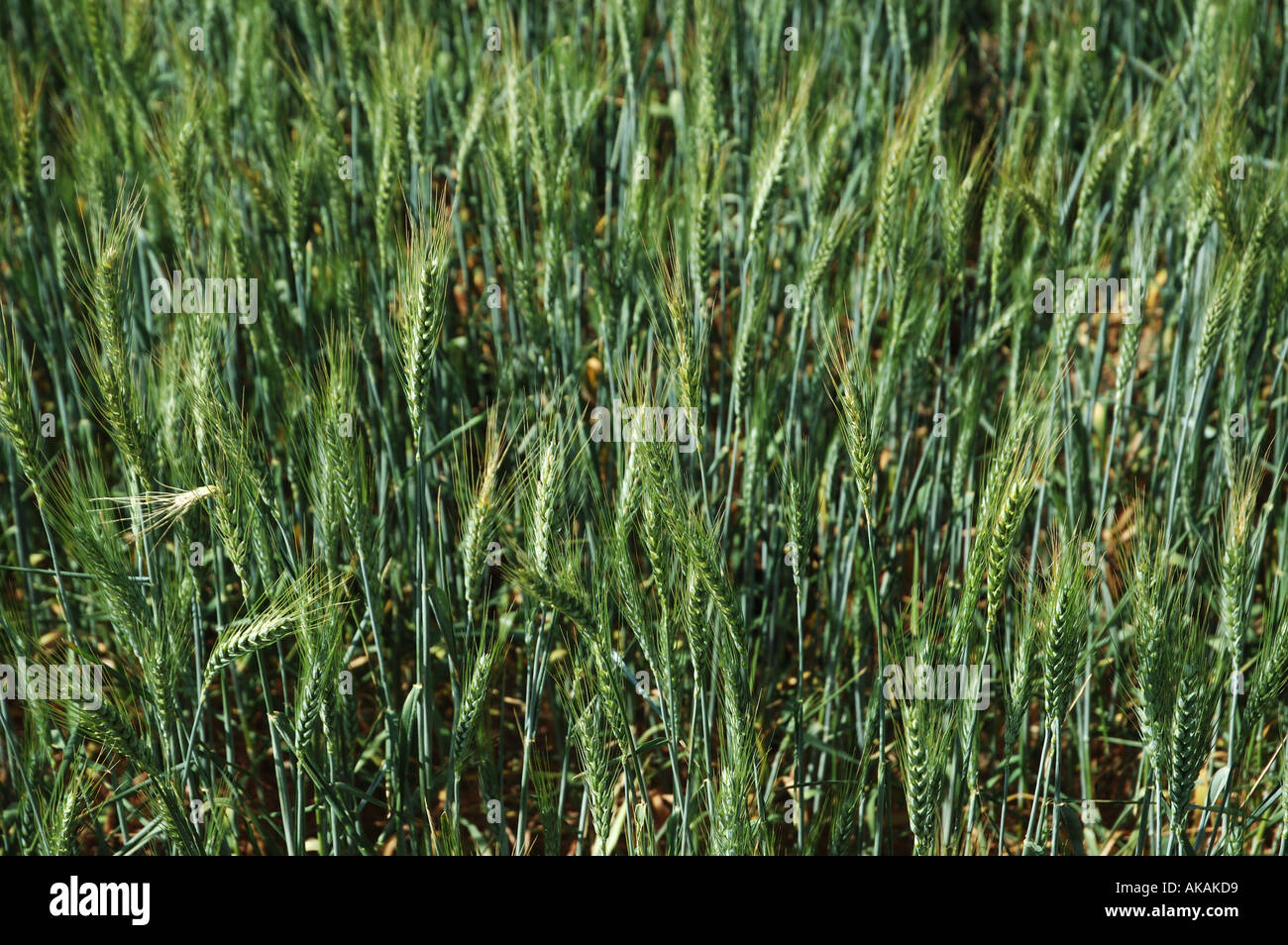 Broad Acre Farm High Resolution Stock Photography and Images - Alamy