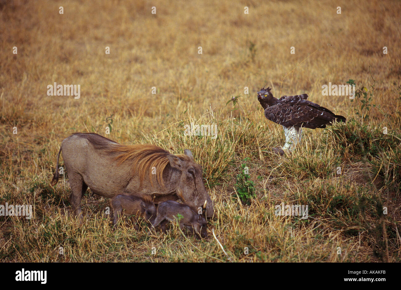 Hog from hi-res stock photography and images - Alamy