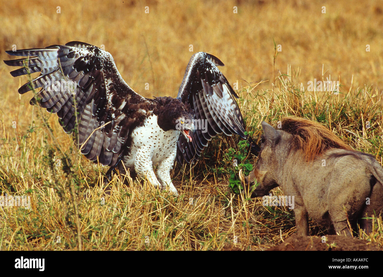 Attacking eagle hi-res stock photography and images - Alamy