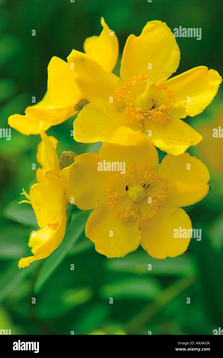 Hypericum hi-res stock photography and images - Alamy