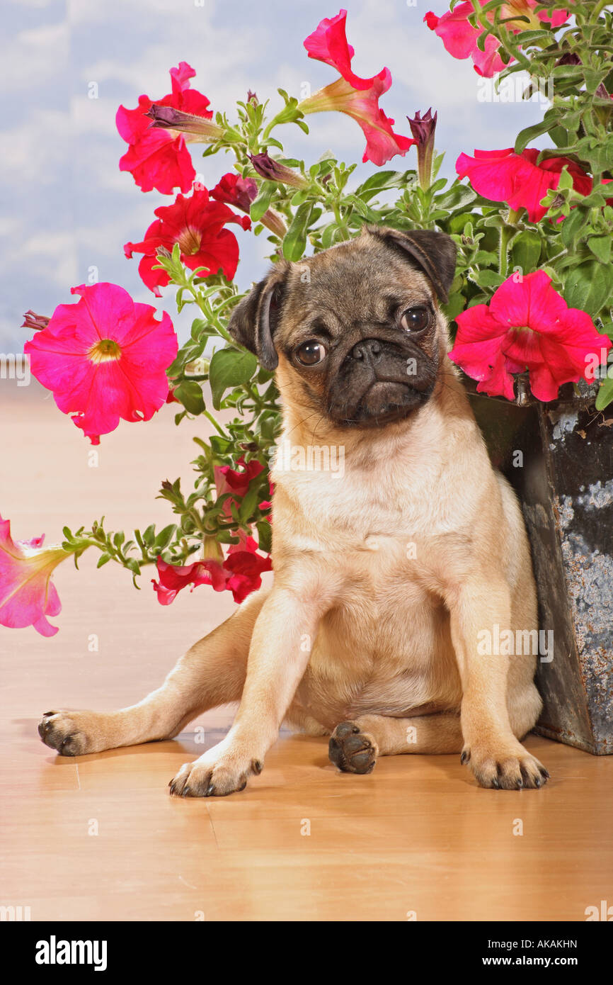 Cute Pug Puppies In Flowers