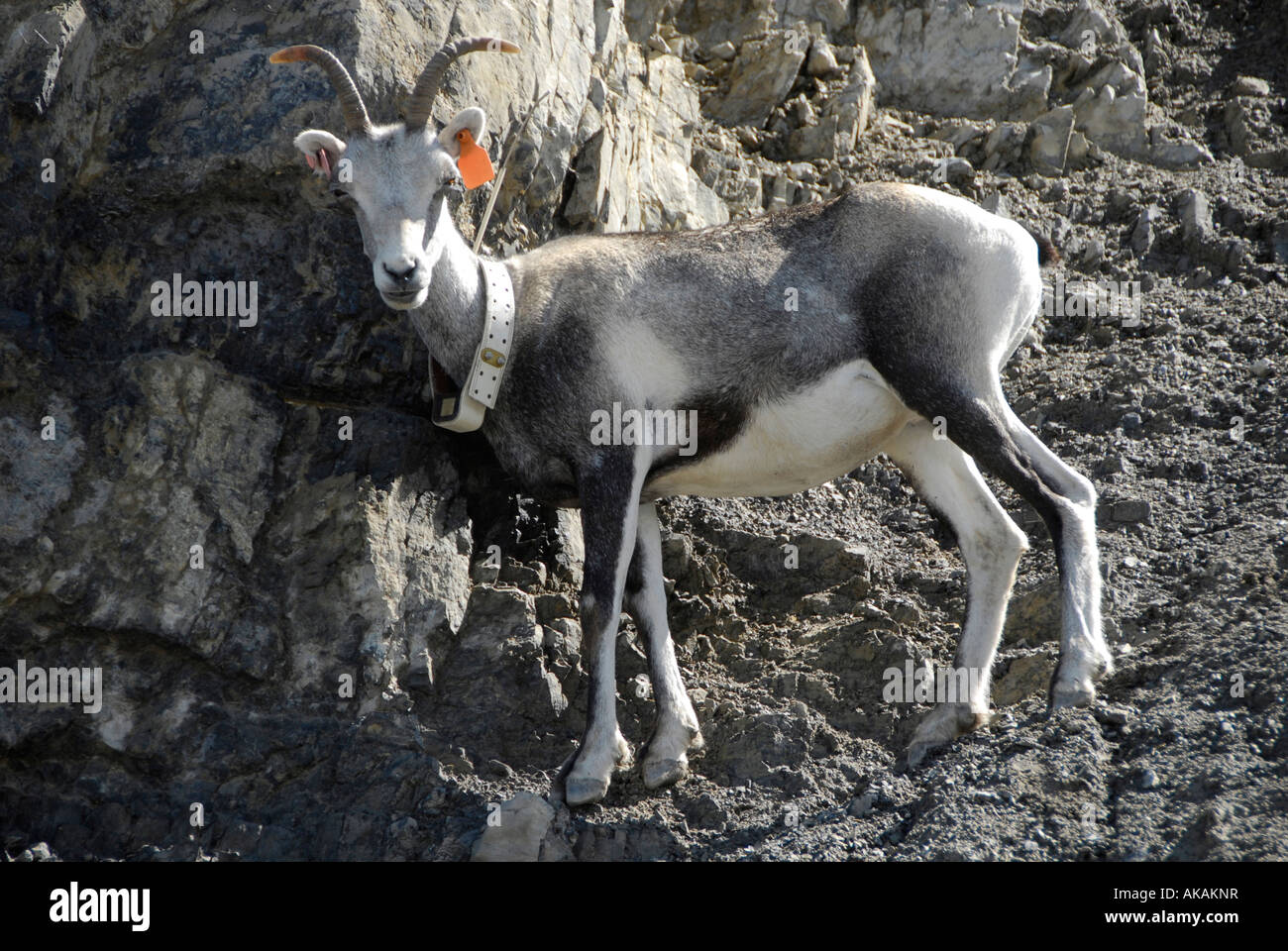 Stone Sheep near Summit Lake on Alaska Highway ALCAN Al Can British ...