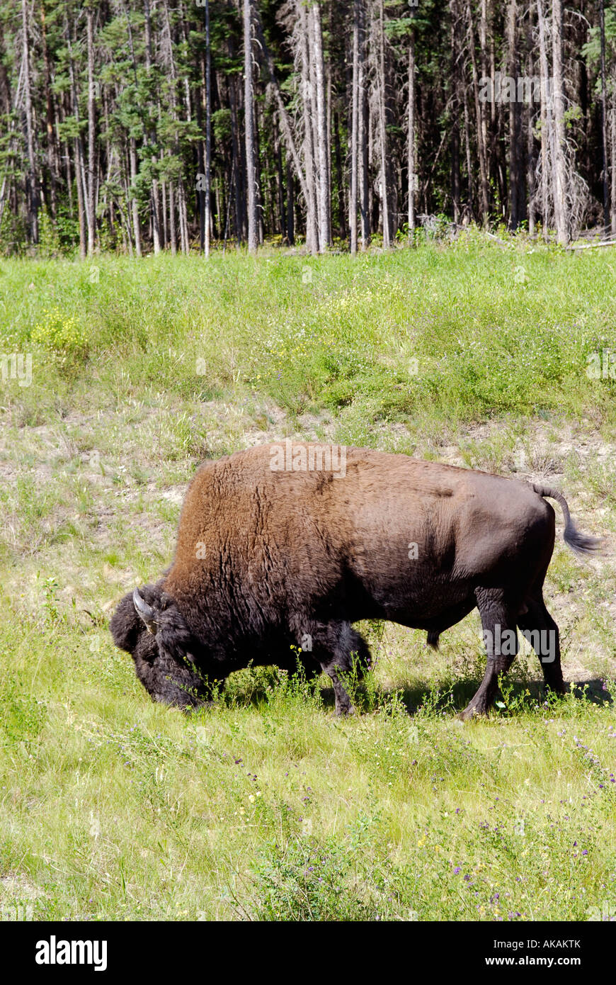 Bison Buffalo along Alaska Highway ALCAN Al Can British Columbia B C ...