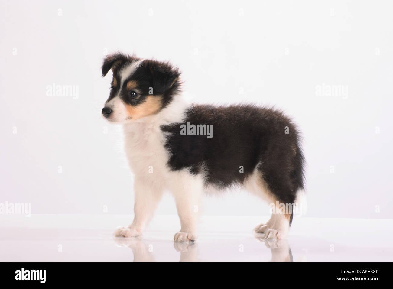 Sheltie puppy - standing - cut out Stock Photo - Alamy