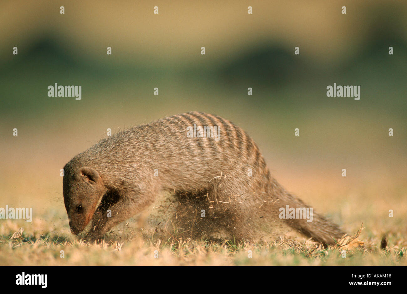 banded mongoose - standing / Mungos mungo Stock Photo - Alamy