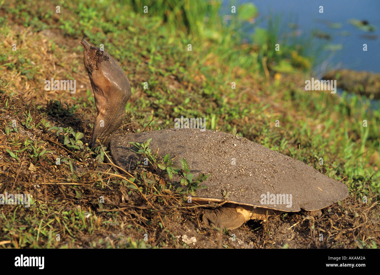 American snapping turtle hi-res stock photography and images - Alamy