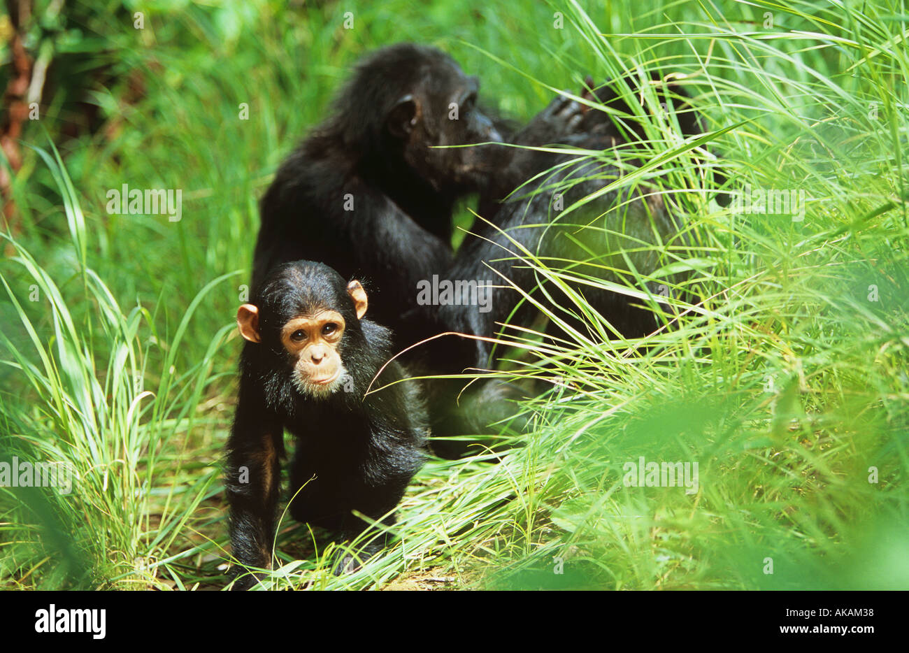 Savanna chimpanzee with cub / Pan troglodytes Stock Photo - Alamy