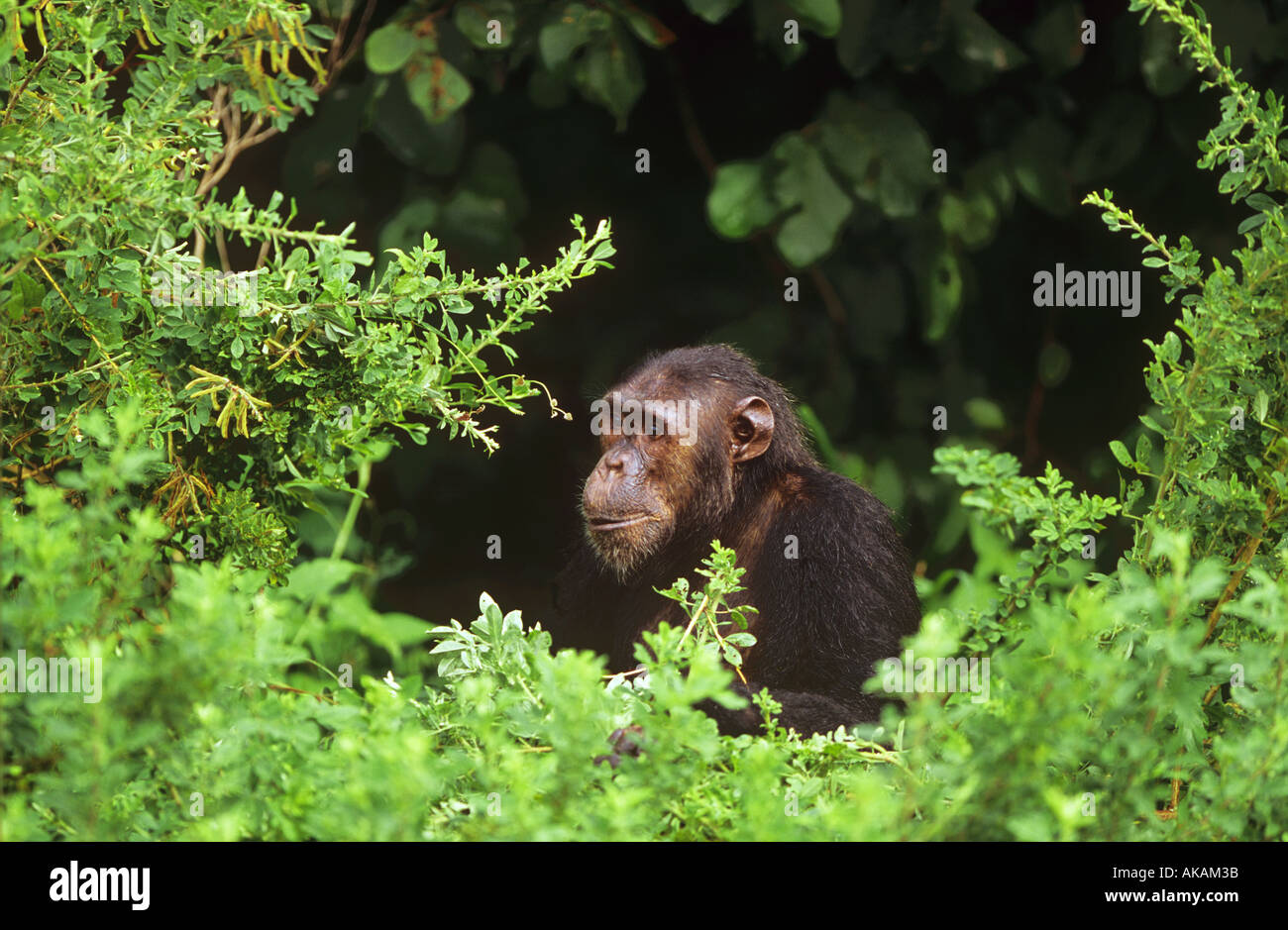 Savanna chimpanzee in the forest / Pan troglodytes Stock Photo - Alamy