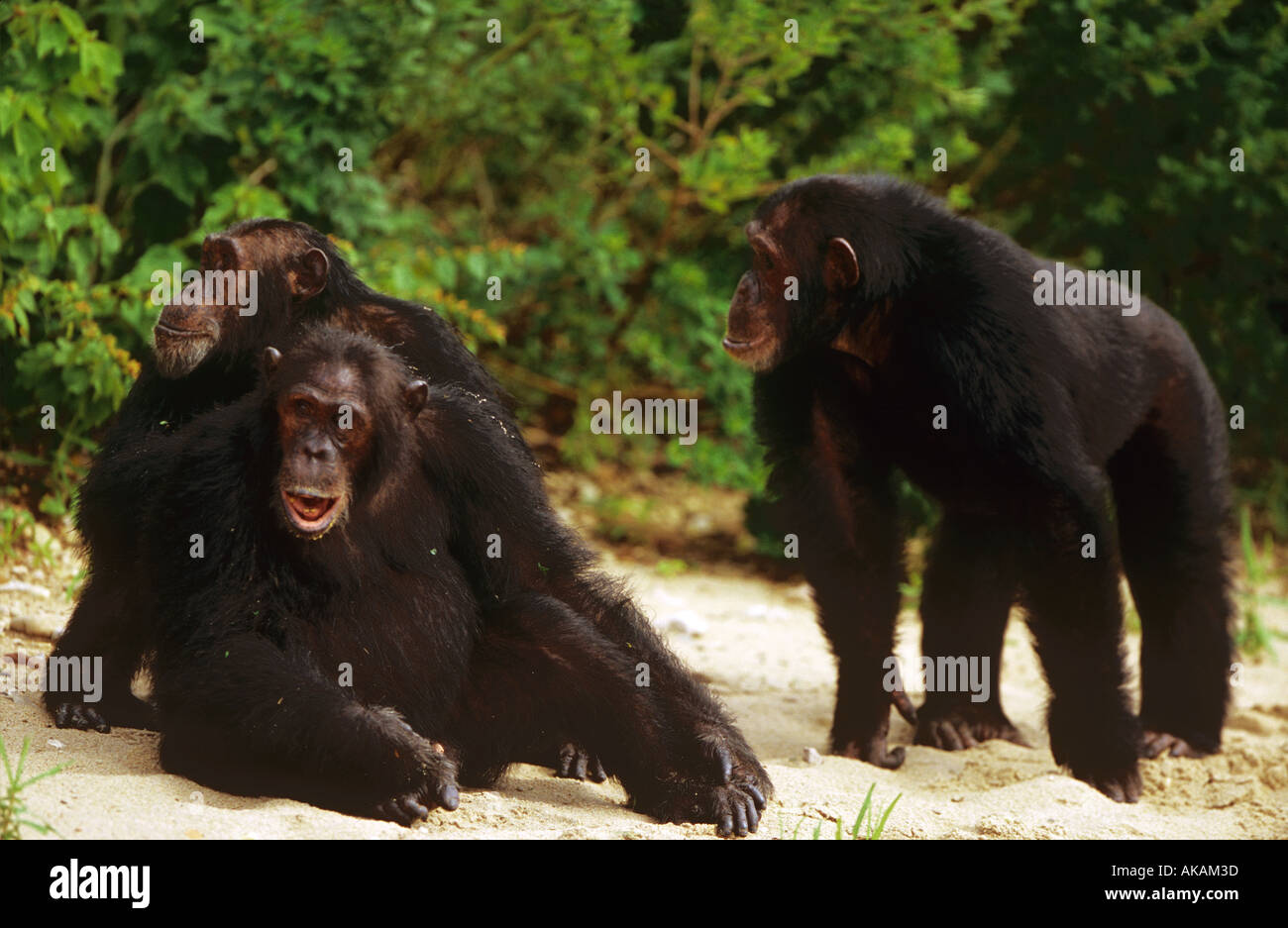 Group of chimpanzees standing hi-res stock photography and images - Alamy