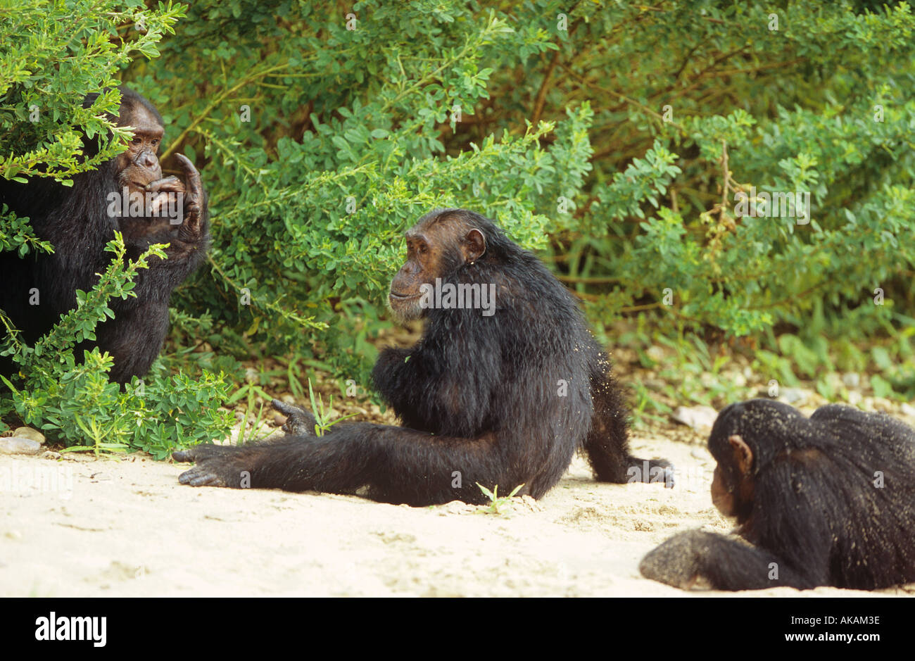 three Savanna chimpanzees / Pan troglodytes Stock Photo - Alamy