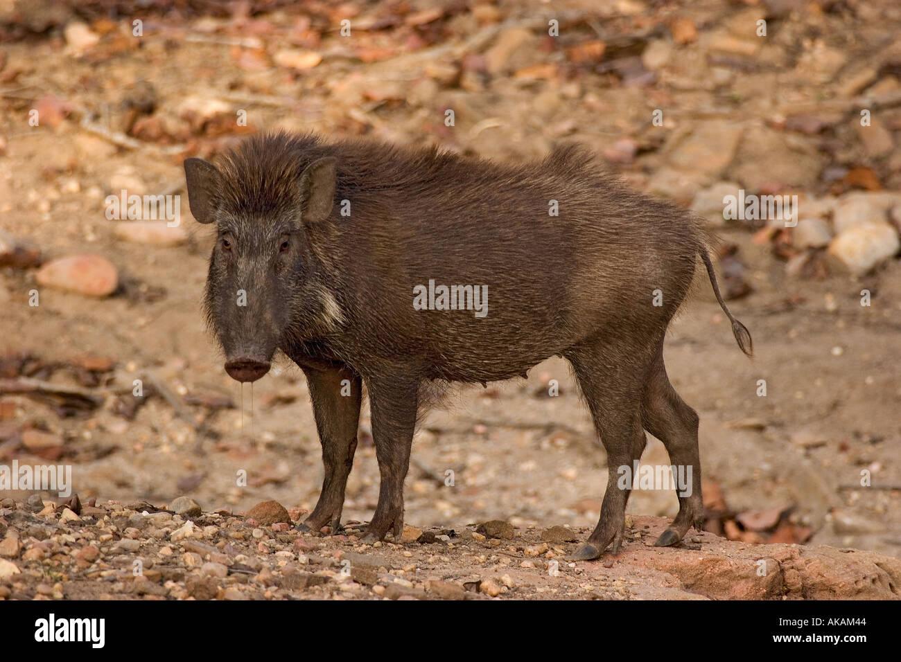 wild boar - standing / Sus scrofa Stock Photo - Alamy