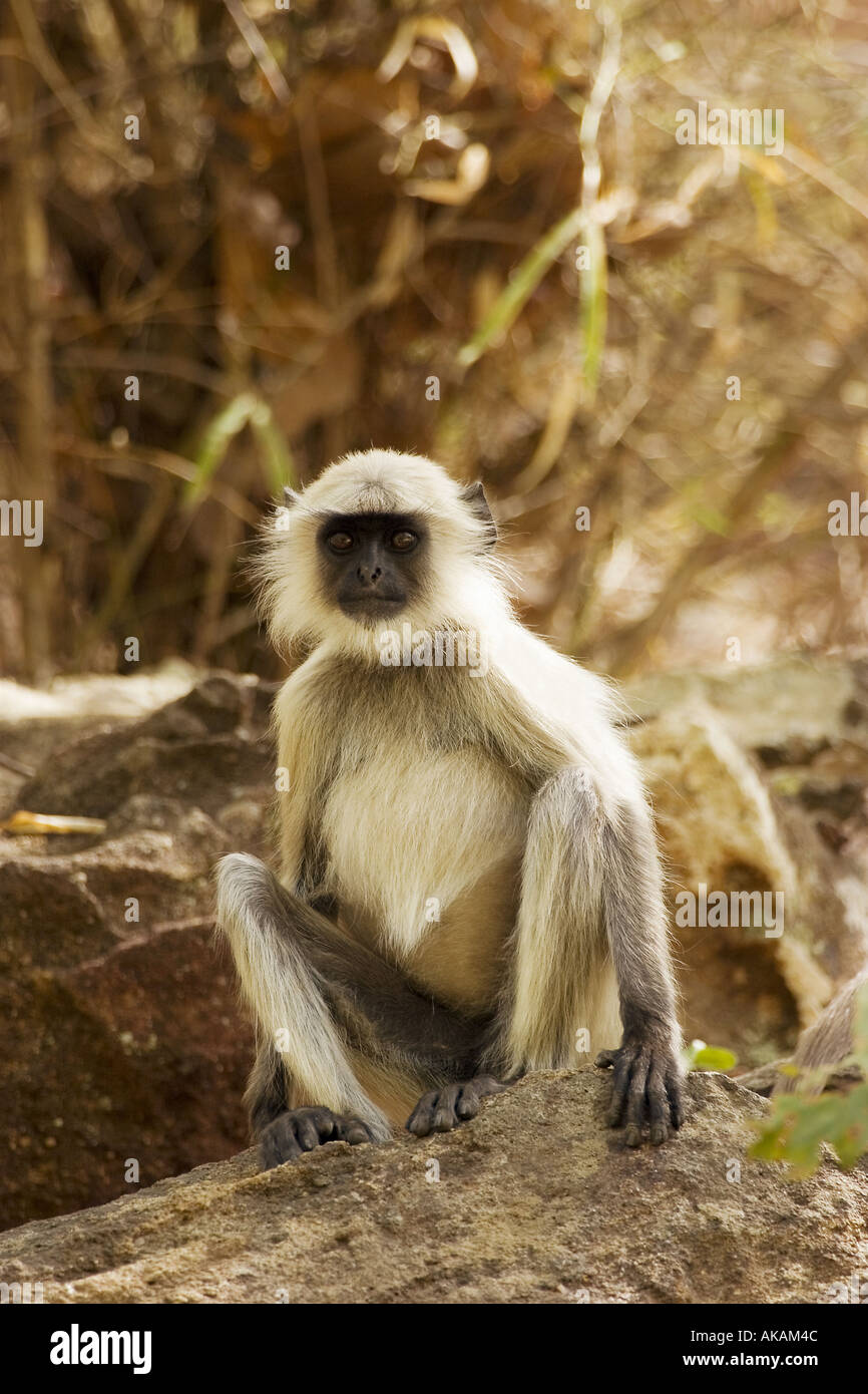 Common langurs presbytis entellus monkeys hi-res stock photography and ...