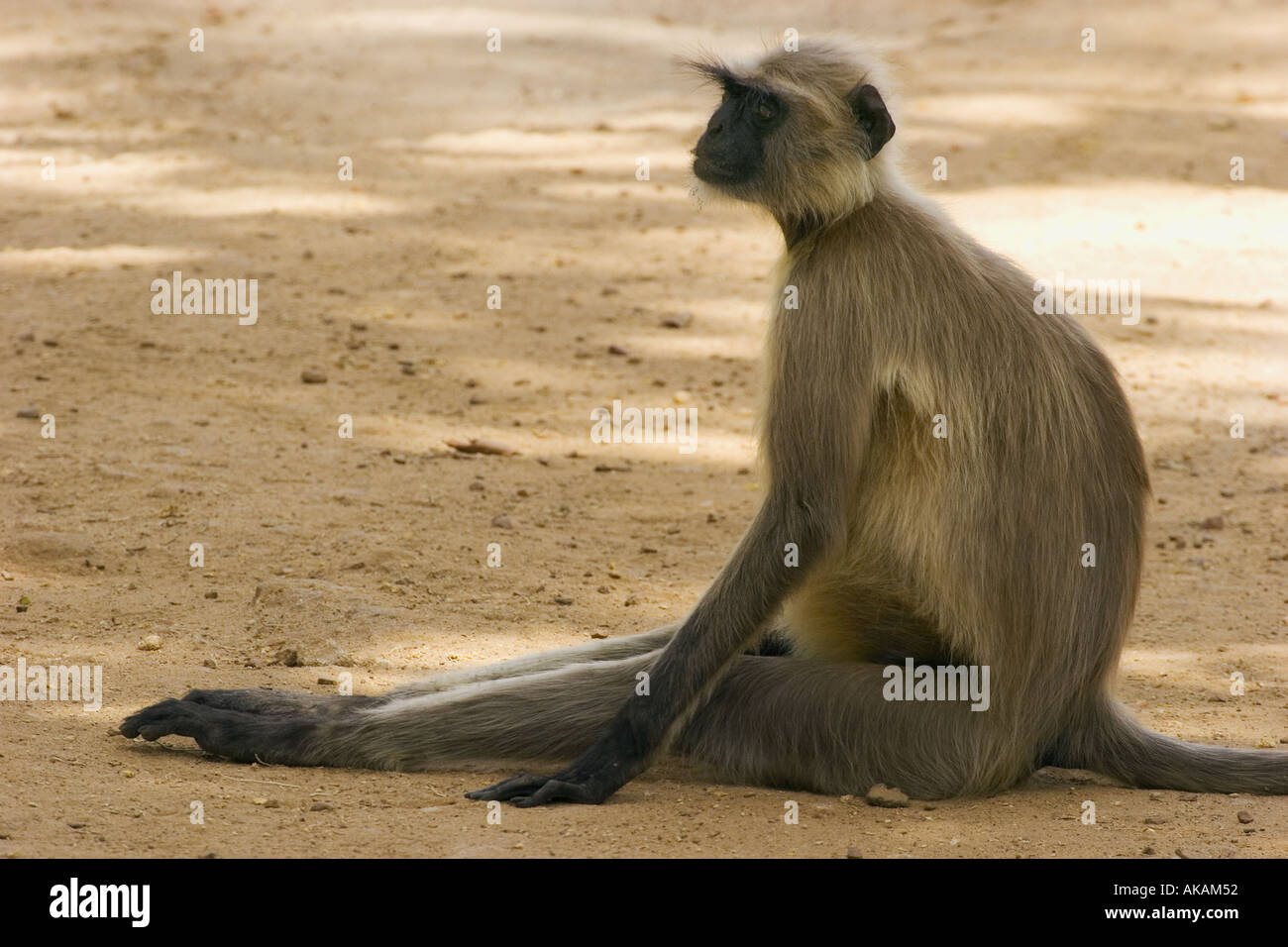 Common langurs presbytis entellus monkeys hi-res stock photography and ...