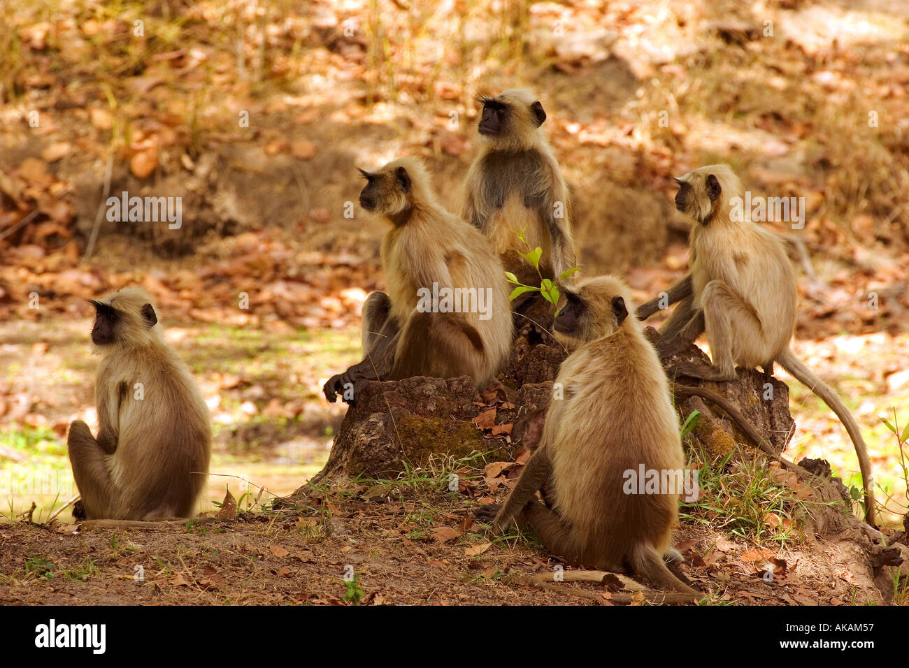 Common langurs presbytis entellus monkeys hi-res stock photography and ...