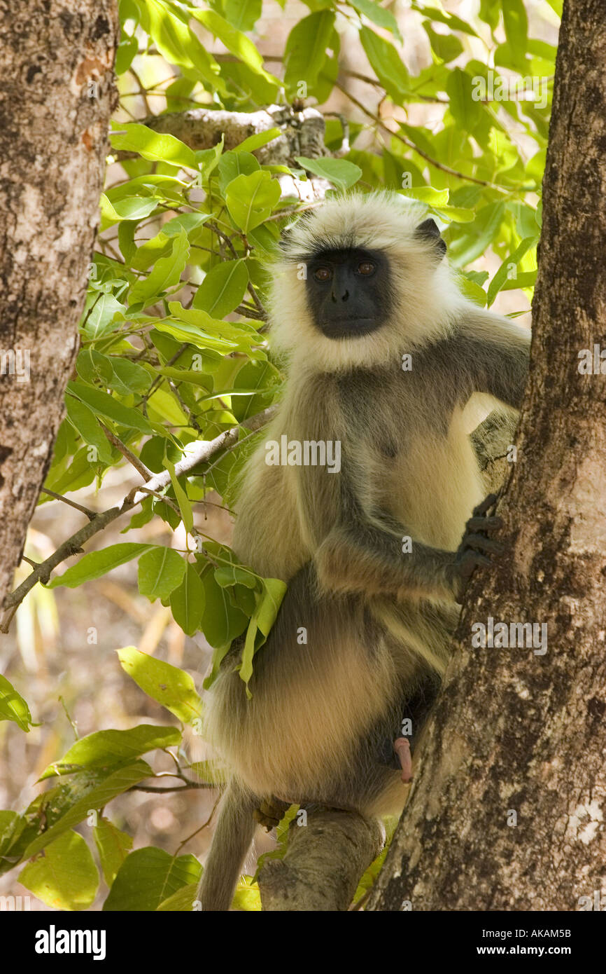 Hulman langurs hi-res stock photography and images - Alamy