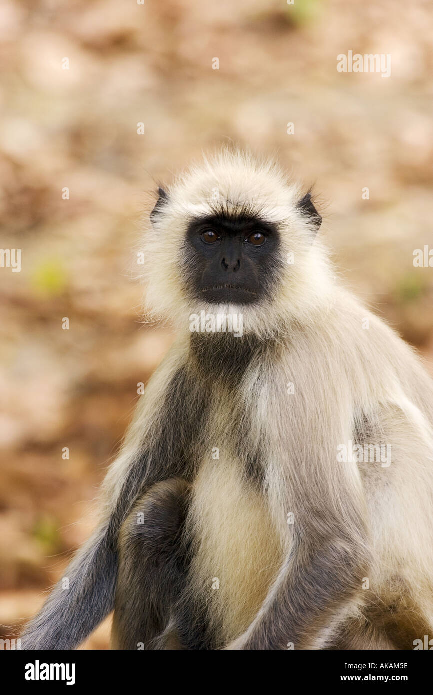 Common langurs presbytis entellus monkeys hi-res stock photography and ...