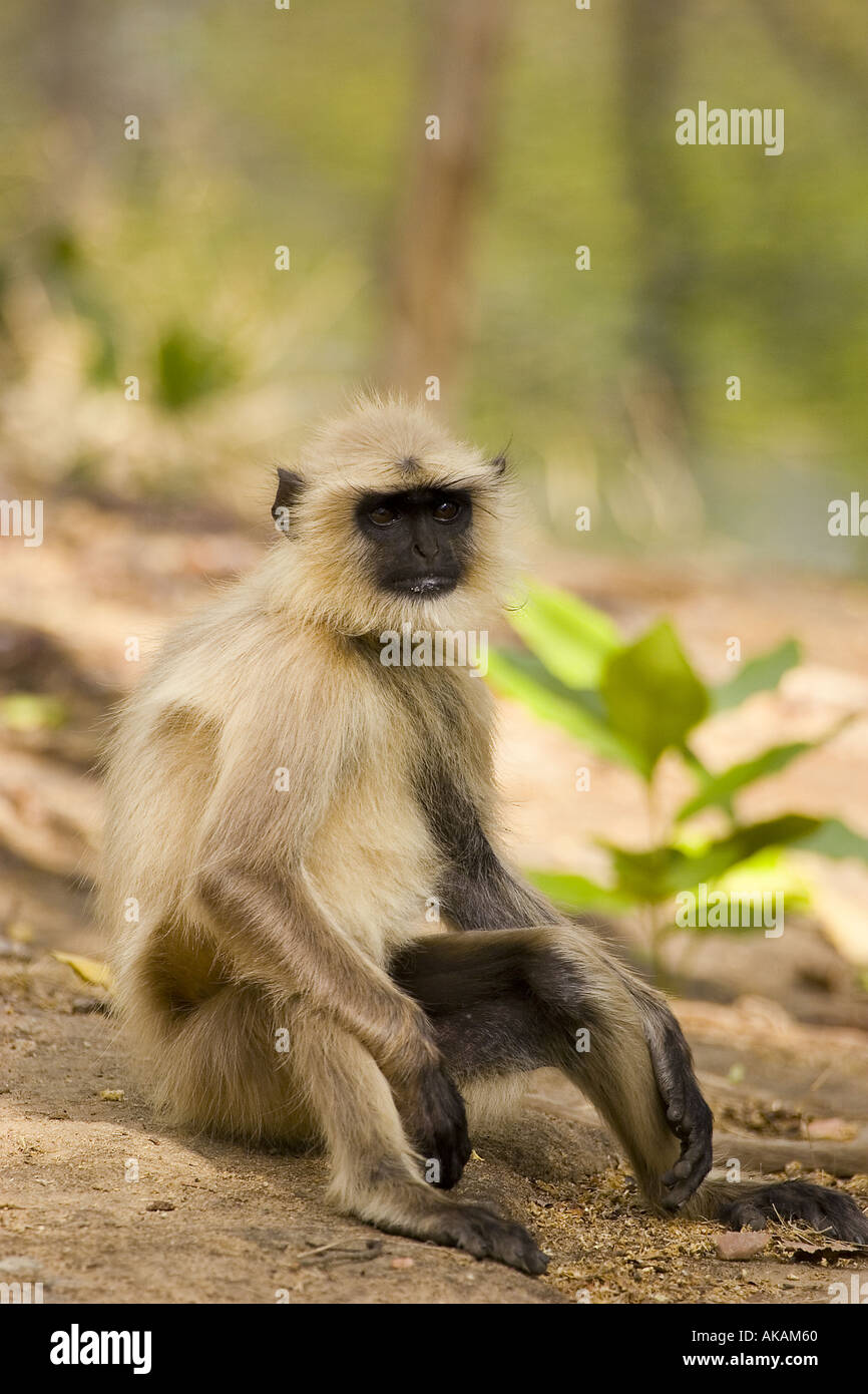 Common langurs presbytis entellus monkeys hi-res stock photography and ...