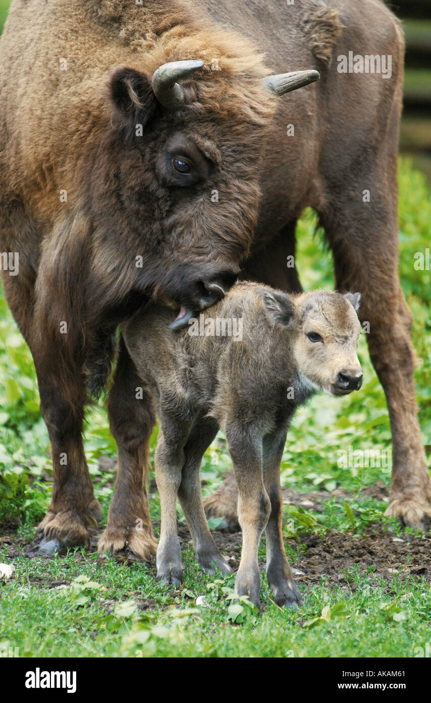 Bison cub hi-res stock photography and images - Alamy