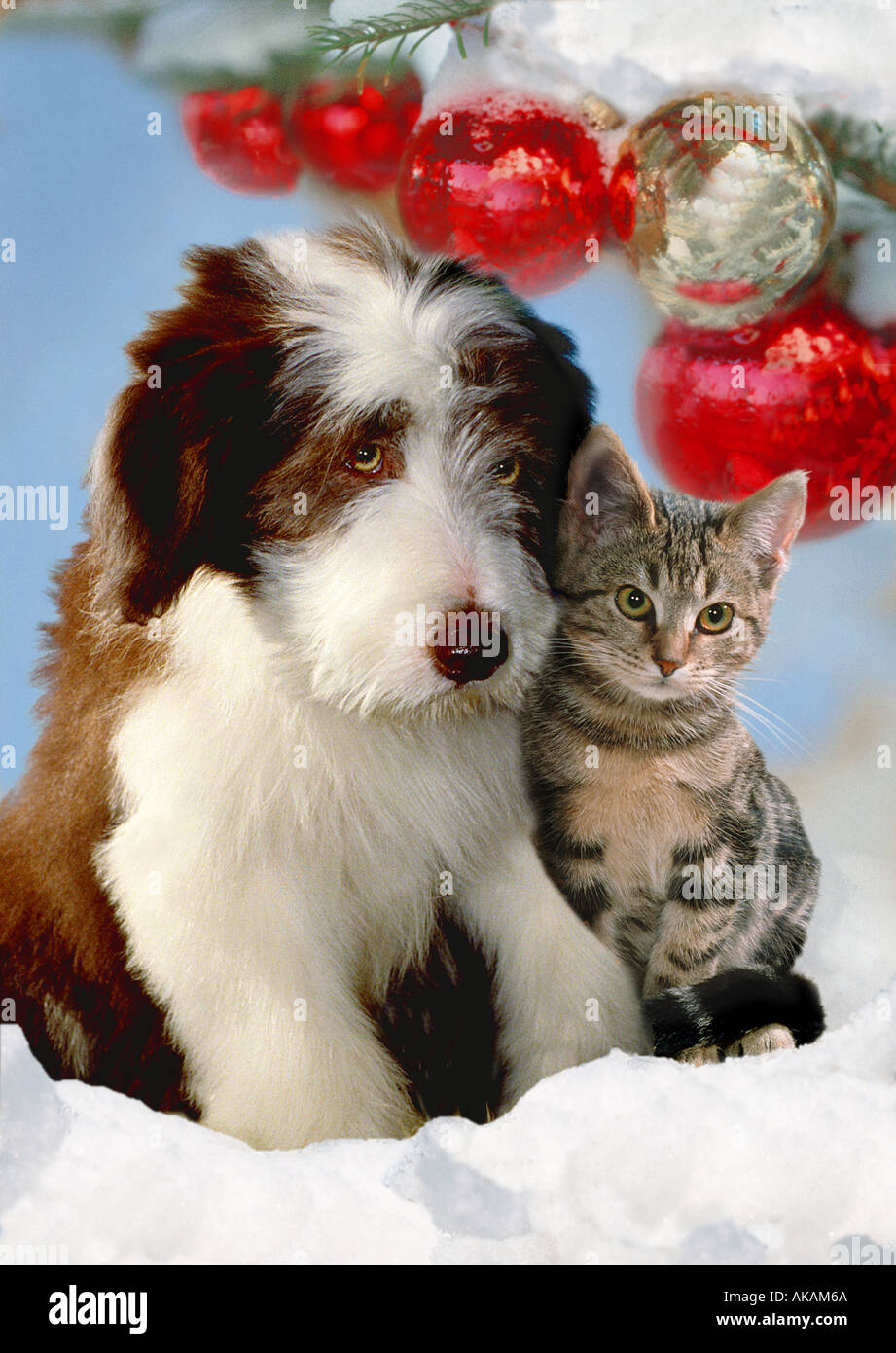 Are Bearded Collies Good With Cats