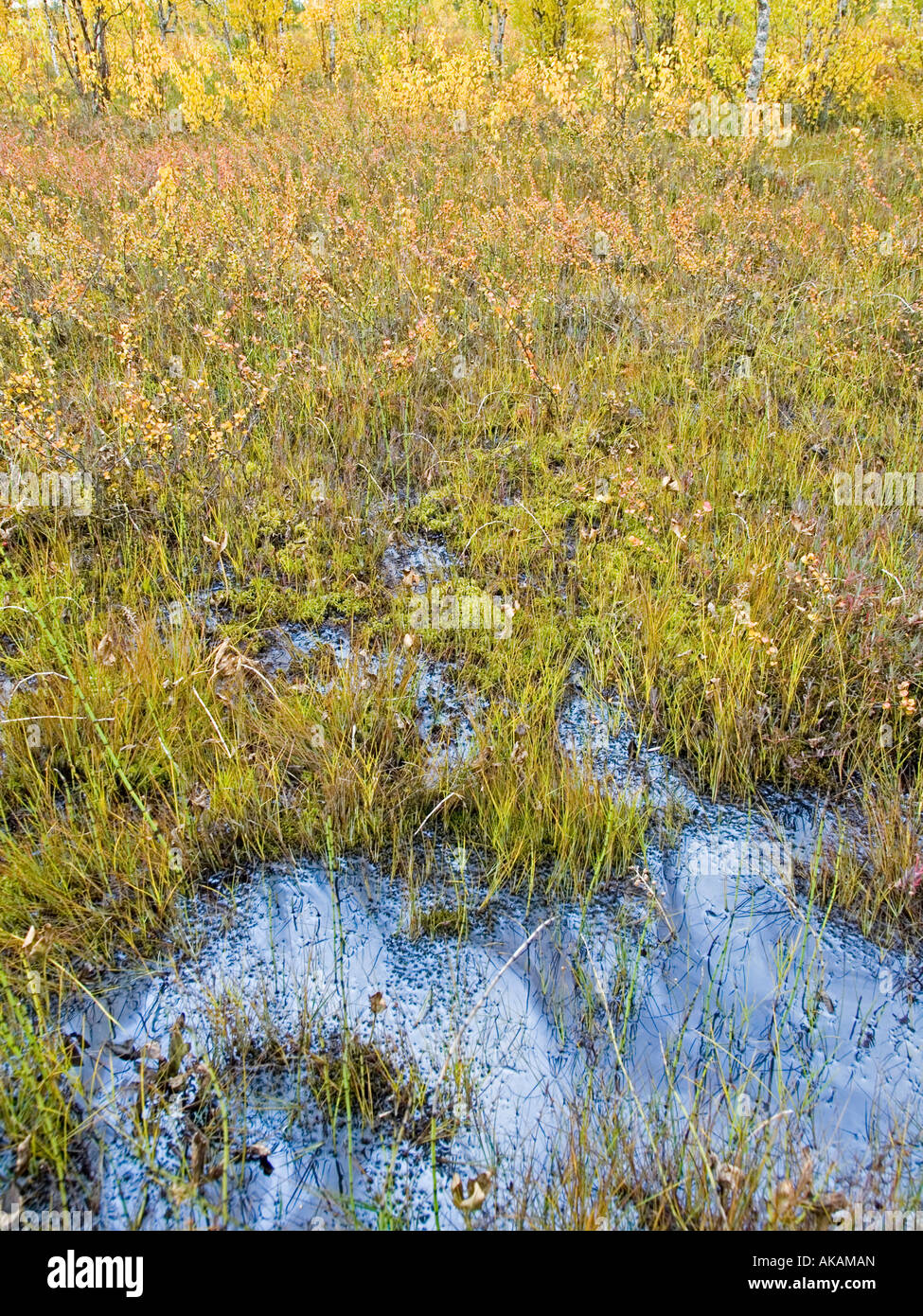 natural oily water in moor with grass in Lapland Stock Photo - Alamy