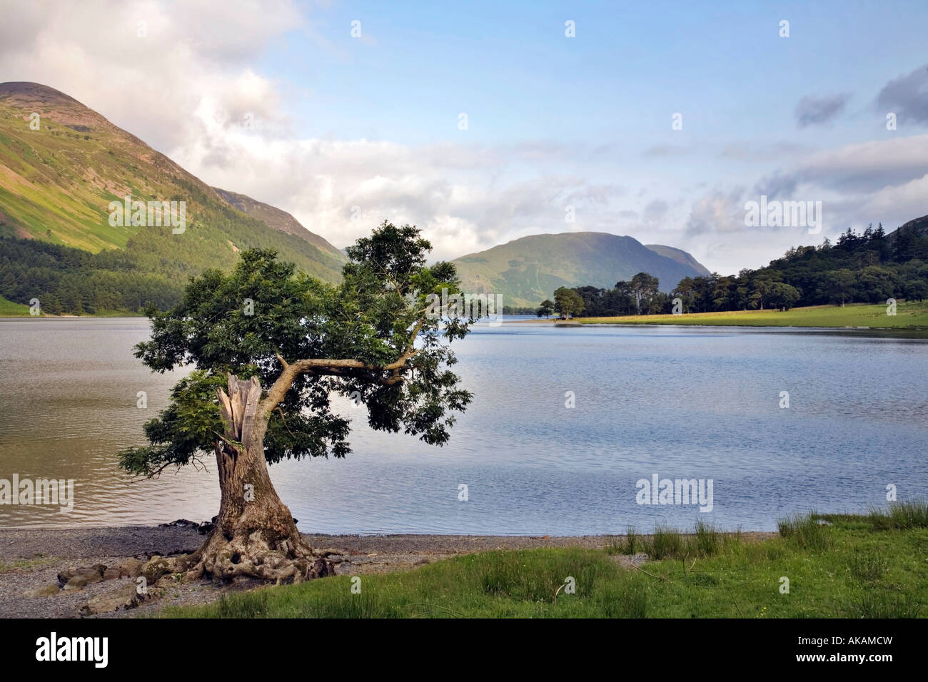 Lone Tree on Buttermere southern shore Lake District Cumbria Stock ...