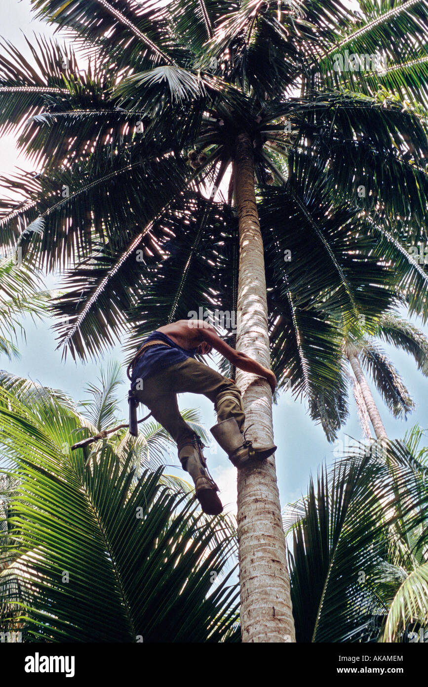 Cocoteroharvesting hi-res stock photography and images - Alamy
