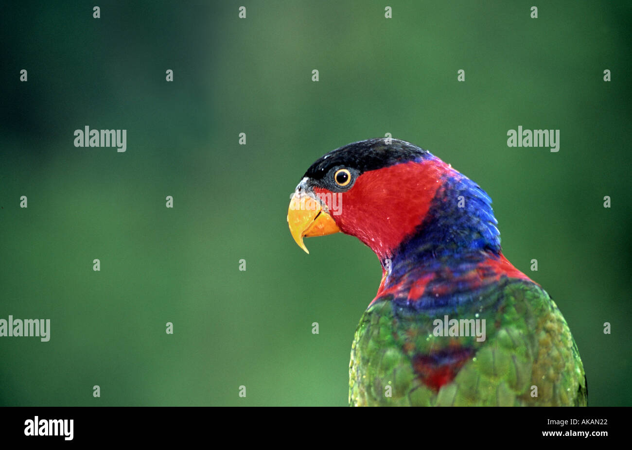 Black Capped lory (Lorius lory) Indonesia, Captive, Jurong Bird Park ...