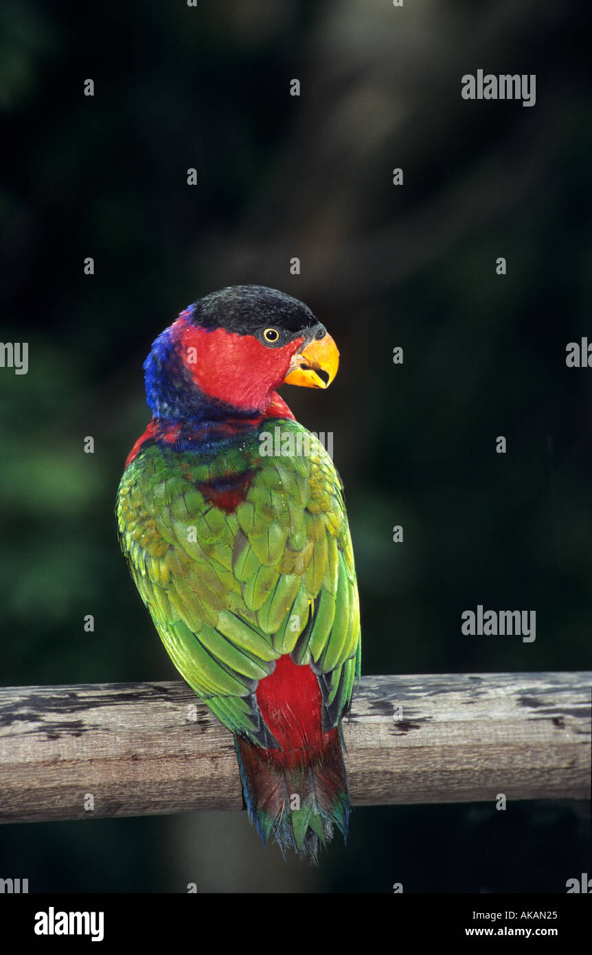 Lory tongue hi-res stock photography and images - Alamy