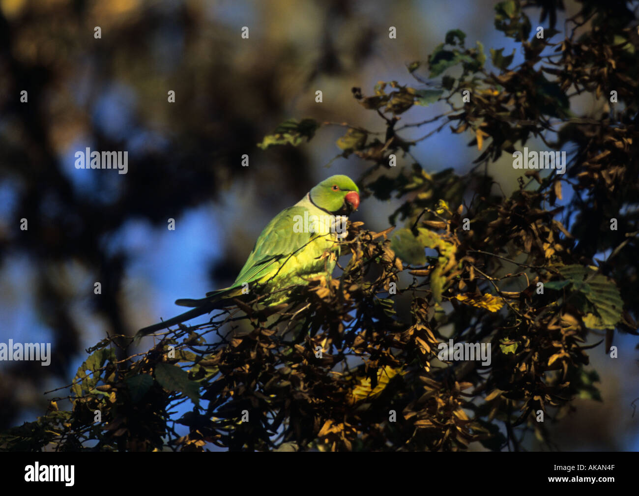 Ring necked parakeet Psitacula krameri feeding on European hornbeam ...