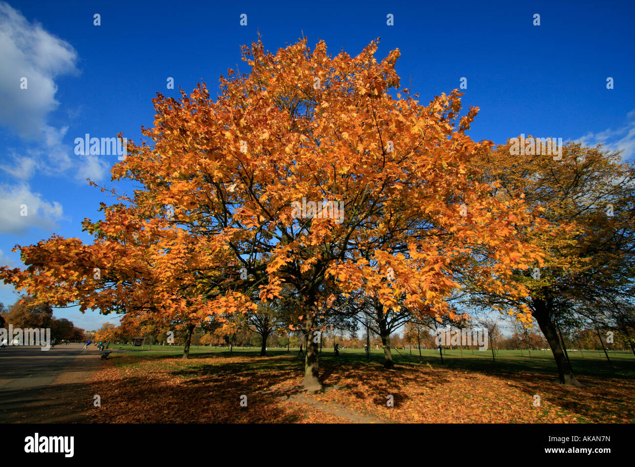 autumn leaves hyde royal park central london england great britain uk ...