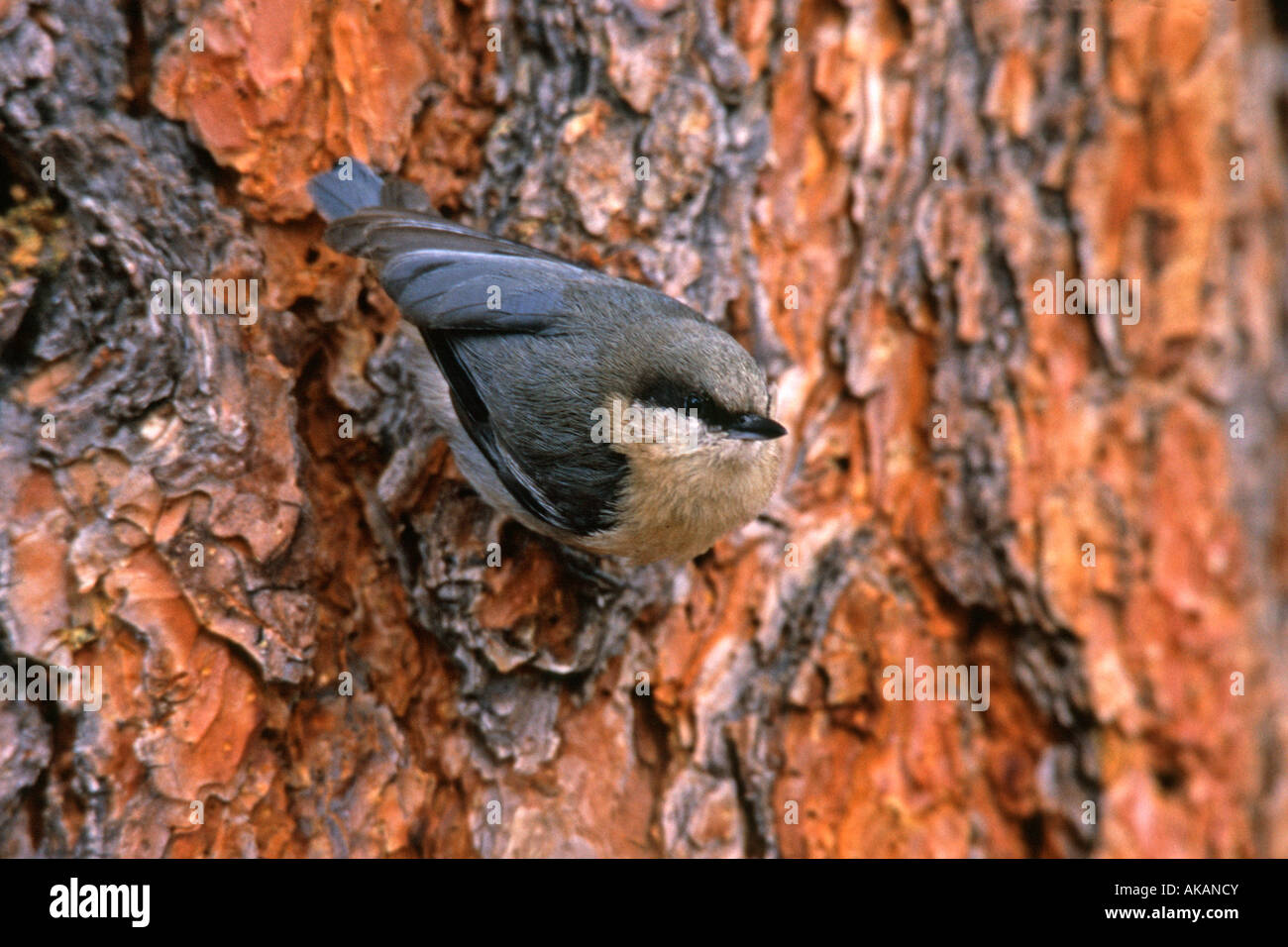 Pygmy nuthatches hi-res stock photography and images - Alamy