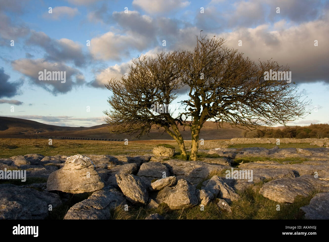 Lone Tree growing on Limestone Pavement, Ribblesdale, North Yorkshire ...