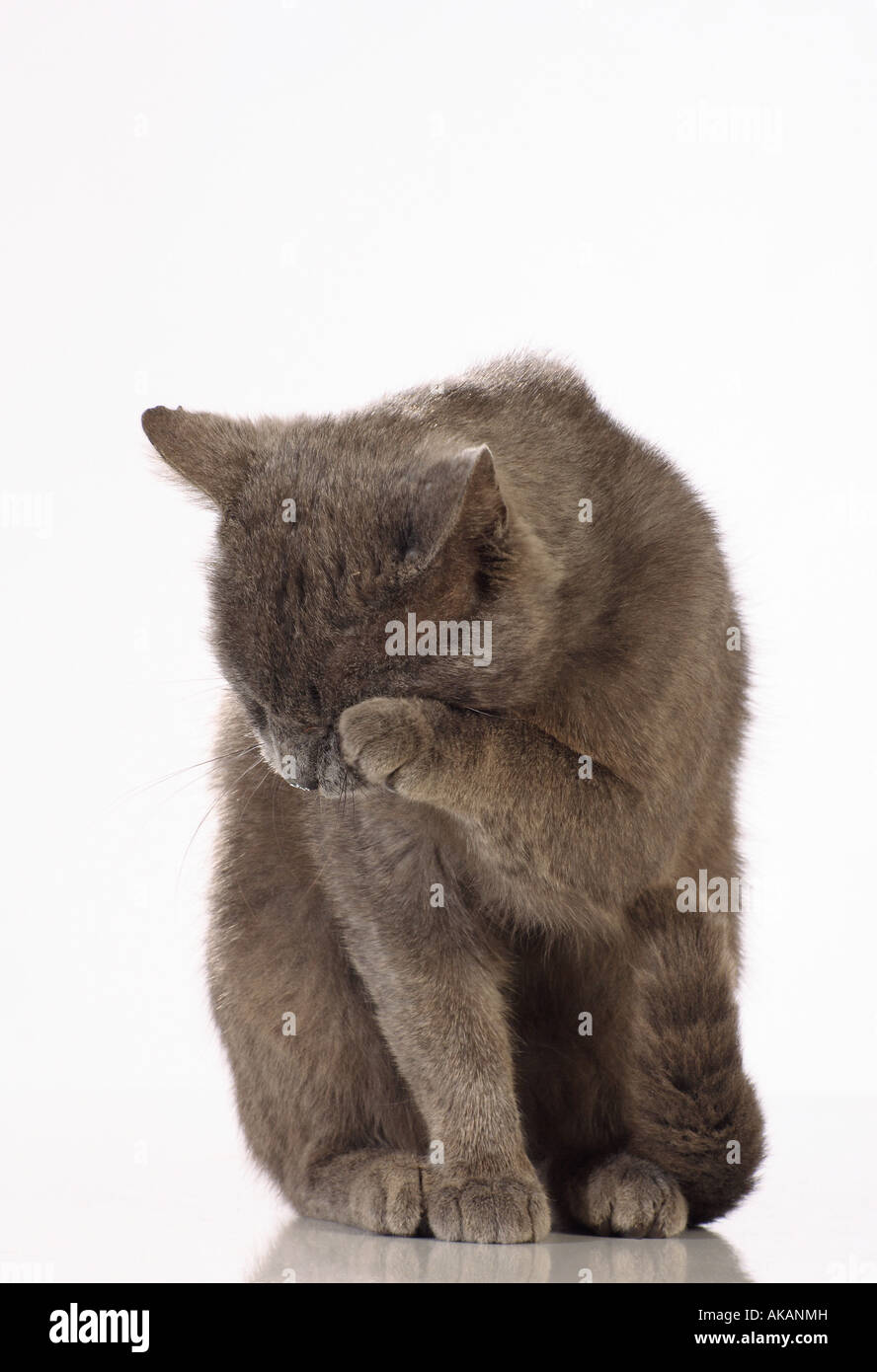Cat Preening High Resolution Stock Photography and Images - Alamy