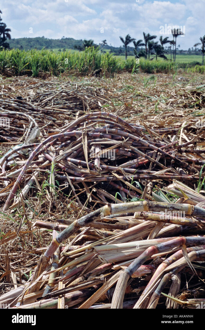 Sugar cane harvest cuba hi-res stock photography and images - Alamy