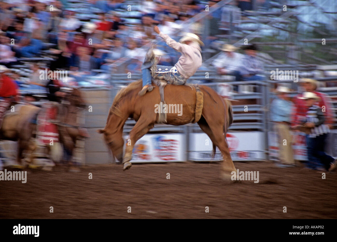 Bucking horse with cowboy rider competing in a rodeo Vernal Utah USA ...