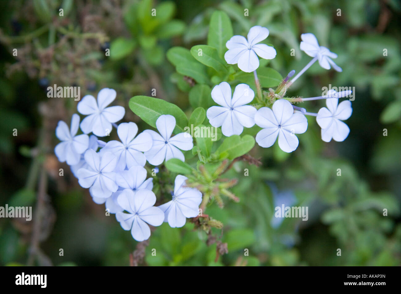 Tropical natural flowers hi-res stock photography and images - Alamy