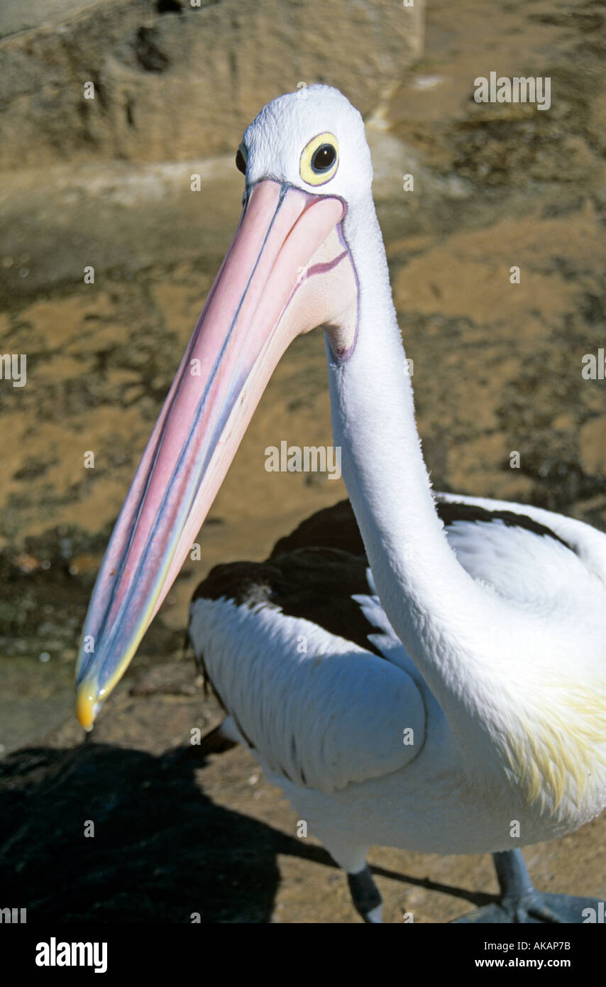 Pelican head and beck Stock Photo - Alamy