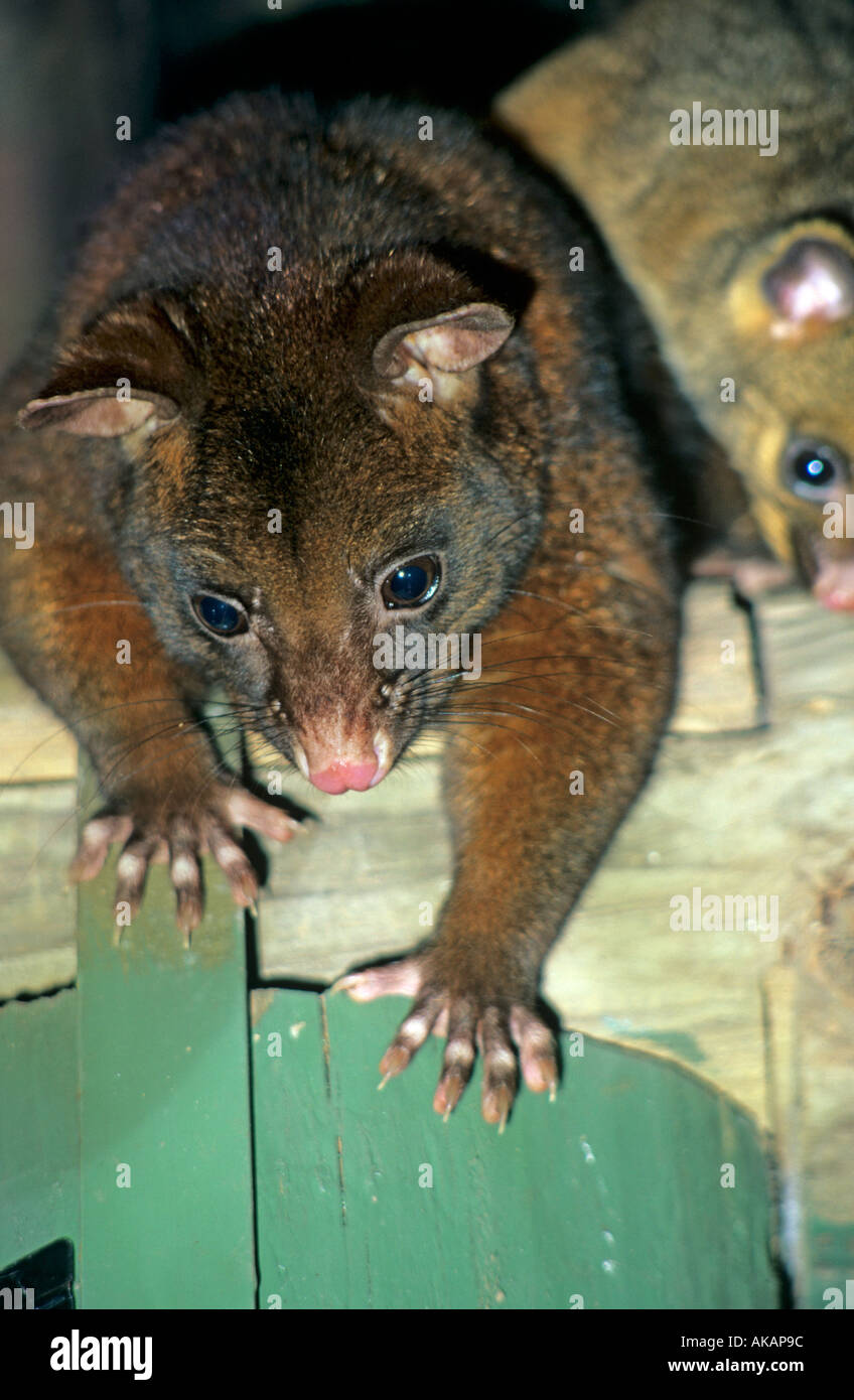 Southern possum hi-res stock photography and images - Alamy