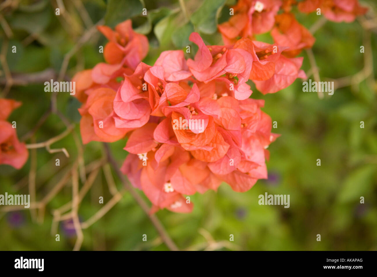 Tropical flowers, Marrakesh, Morocco, Africa Stock Photo - Alamy