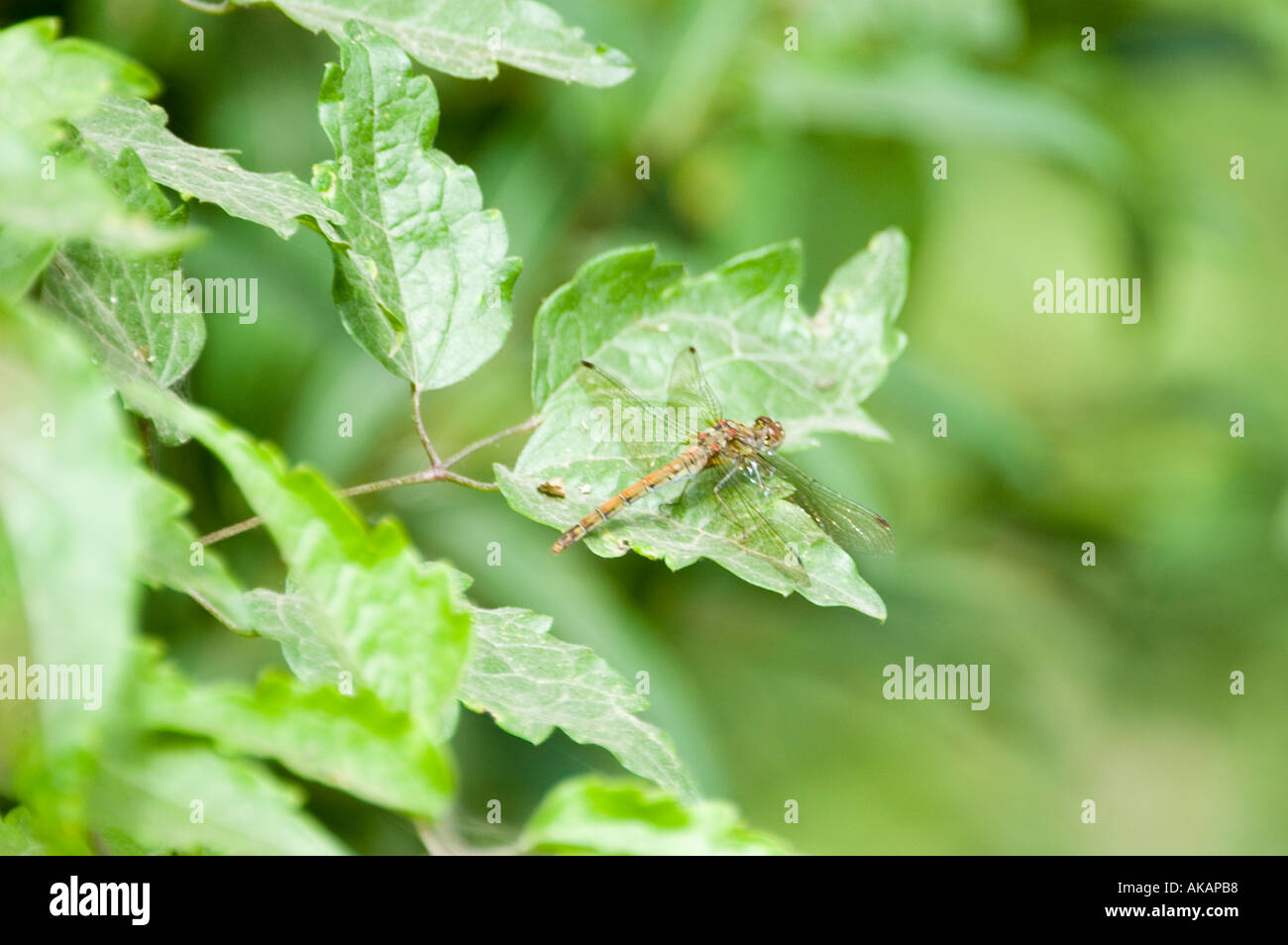 Dragon Fly Common Darter Sympetrum striolatum Stock Photo - Alamy