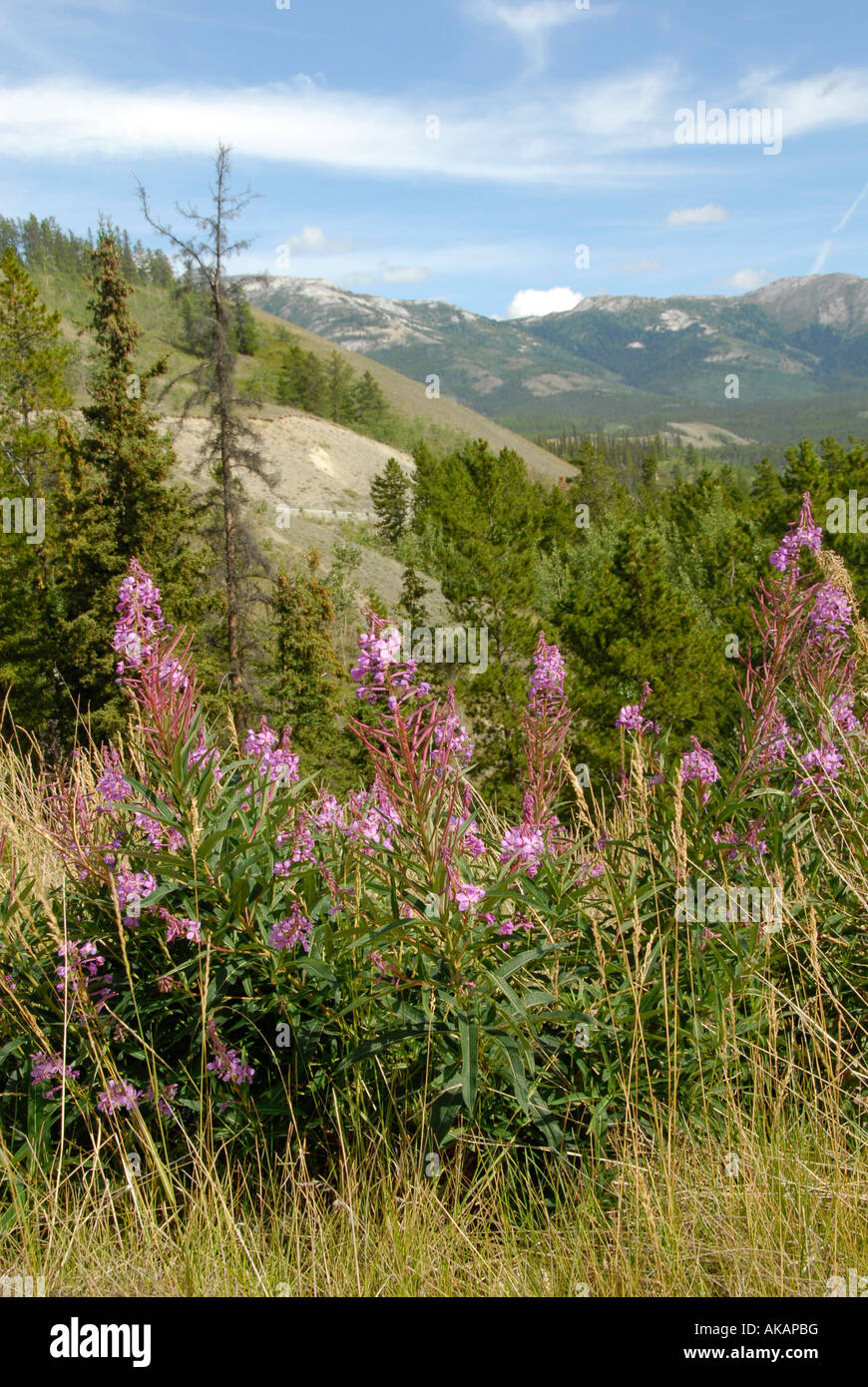 Fireweed with Canyon Mountain Grey Mountain Whitehorse Yukon Territory ...